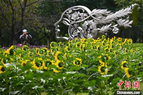 南京玄武湖畔向日葵花海秋日绽放旅游频道中国青年网
