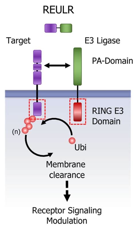 Degrader Protac Lytac Protab Roland Hjerpe
