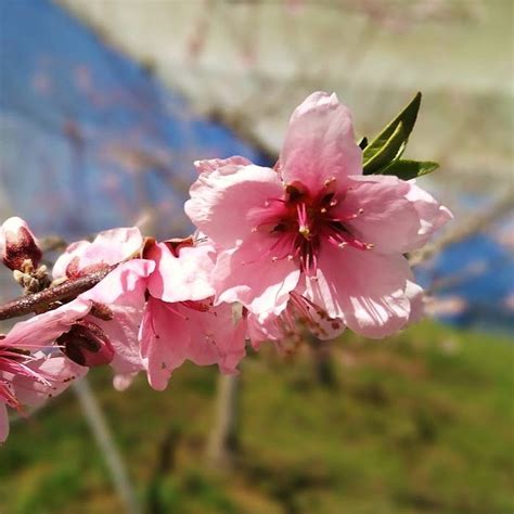 わげん あいご On Twitter 🙋‍♂️桜梅桃李🌸 桜梅桃李（おうばいとうり）とは、①桜、②梅、③桃、④李（すもも）のこと💞