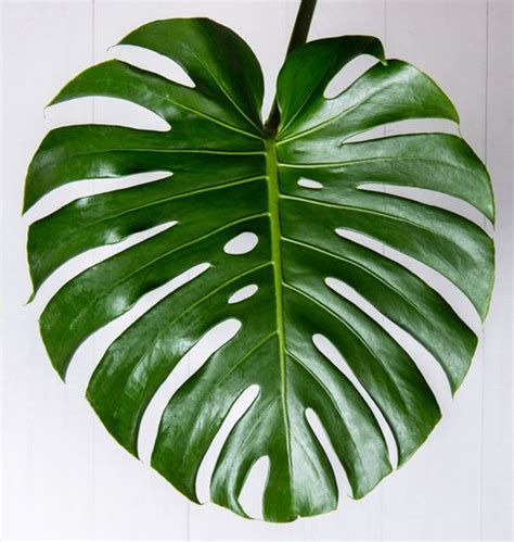 몬스테라 열매 먹을 수 있다 내가 몰랐던 몬스테라의 비밀 네이버 포스트