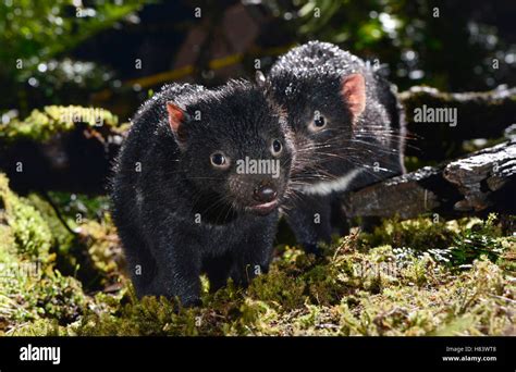 Tasmanian Devil Sarcophilus Harrisii Nine Month Old Joeys At Night Central Highlands