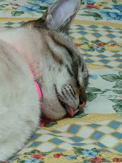 Sleepy Blep Rblep
