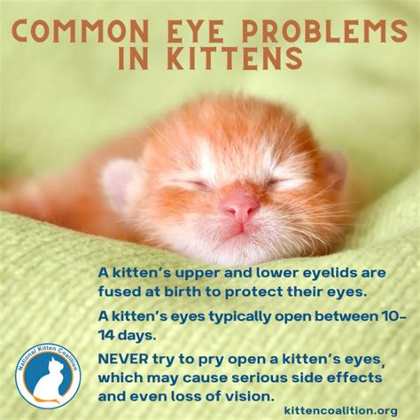 Common Eye Problems In Kittens National Kitten Coalition