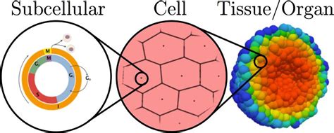 Multicellular Systems Biology
