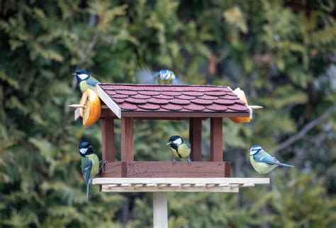 Where To Put A Bird Feeder For Best Results Glenlivet Wildlife