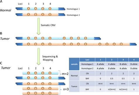Diagram Of Detecting Somatic Cnv From Sequencing Data A A Normal