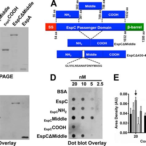 Function Of The Espc Middle And Nh 2 Segments A To C Affinity Of Download Scientific Diagram
