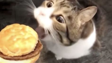 Where Did The Cheeseburger Wah Meme Come From The Here Kitty You Can Has Che Know Your Meme