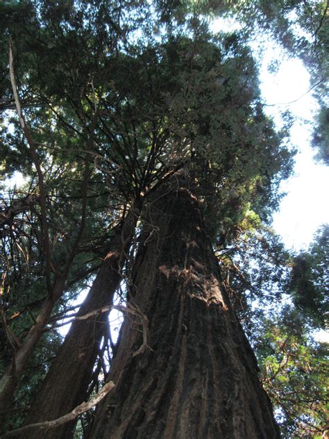 Forest Of Nisene Marks State Park