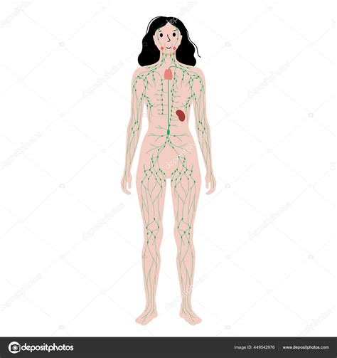 Lymphatic System In Human Body Stock Vector By ©pikovit 449542976