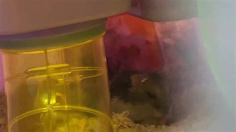 햄스터 하품 Youtube