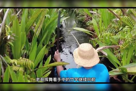 渔民用竹竿钓雷龙鱼，方法简单粗暴，一竿一条太过瘾了