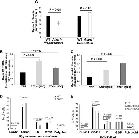 Loss Of Ataxin 1 Causes Increased Cyclin D1 Protein In The Cerebellum Download Scientific