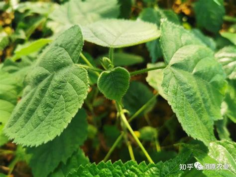 构树都有哪些特征？ 知乎