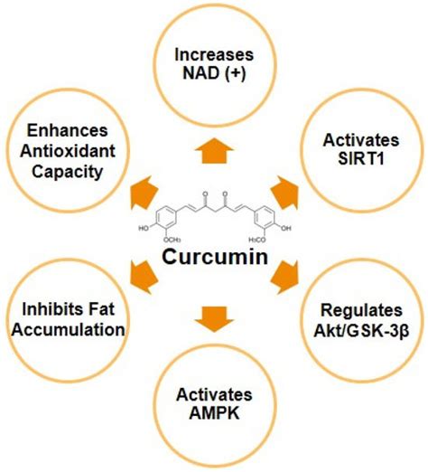 Hepatoprotective And Fat Accumulation Reductive Effects Of Curcumin On Metabolic Dysfunction