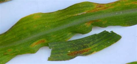 maize diseases classification classification dataset by plant disease detection