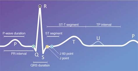 Schematic Diagram Of Pqrst Complex Of The Sinus Rhythm Of A Human Heart