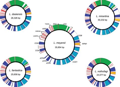 Protein Coding Genes Trna And Rrna Genes Are Presented In Dark Blue