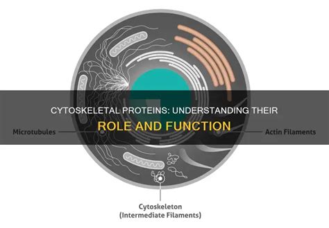 Cytoskeletal Proteins Understanding Their Role And Function Medshun