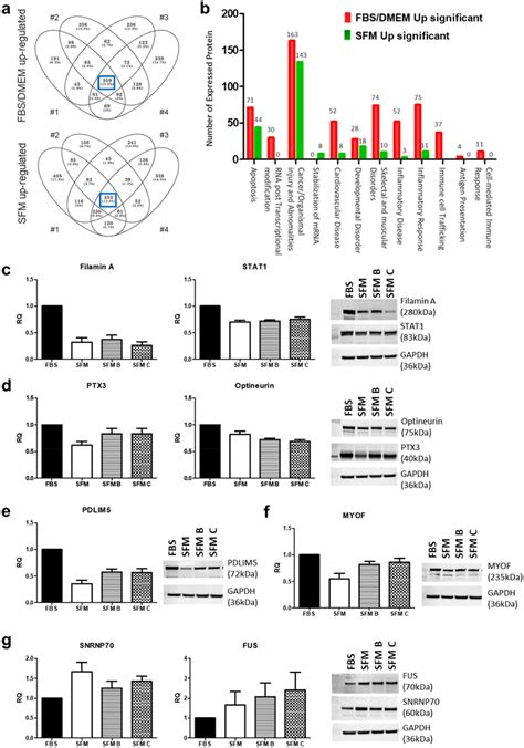 Comparison Of Protein Expression Profile Protein Identification And