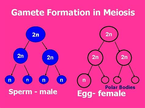 Meiosis Creating Gamete Cells Meiosis A Process By