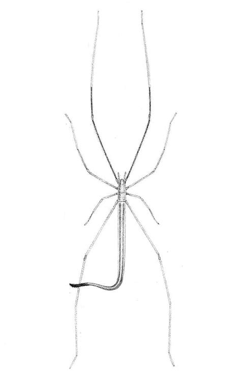 Ariamnes Simulans Wikiwand