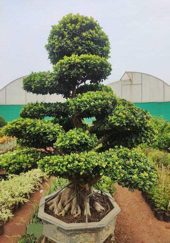 Round Ficus Topiary Plant For Garden At Best Price In Hyderabad Id