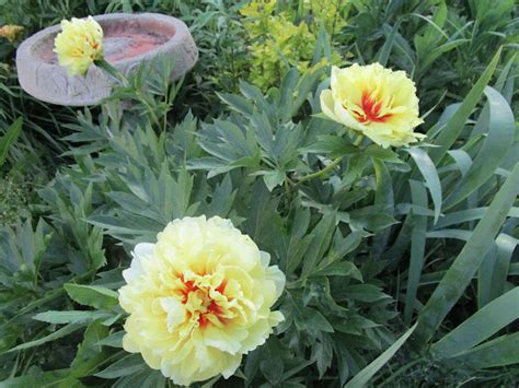 Garden Fancy June Flowers