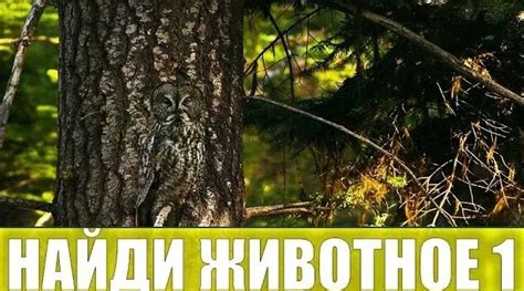 Найди животных ИГРА Найди Животных Найди животное 1 Найди зверей Найди