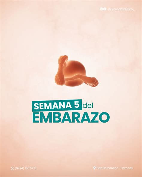 Ginecobstetrica 🌸 Semana 5 Del Embarazo Desarrollo Y Cambios Importantes 🌸 En La Quinta