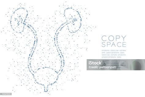 신장과 방광 모양 추상적인 기하학적 다각형 사각형 상자 및 삼각형 패턴 의료 과학 기관 개념 디자인 블루 컬러 그림 복사 공간 흰색 배경에 고립 벡터 건축에 대한 스톡 벡터