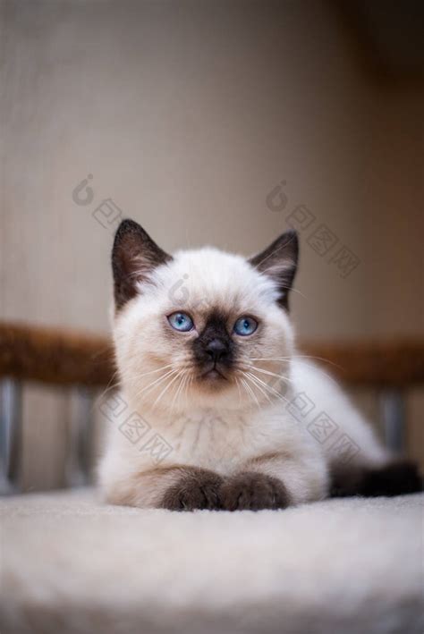 英国猫科动物英国猫科动物英国猫科动物图片 包图网企业站