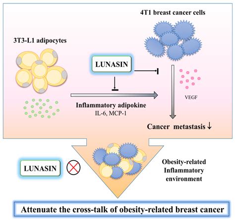 IJMS Free Full Text Lunasin Attenuates Obesity Associated