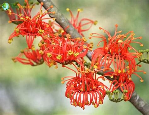 Order Trochodendrales Characteristics Wheel Tree Flowers Bioexplorer