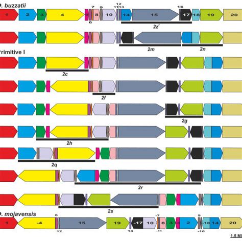 Dot Plot Comparing The Order Of Chromosome 2 Markers Between D