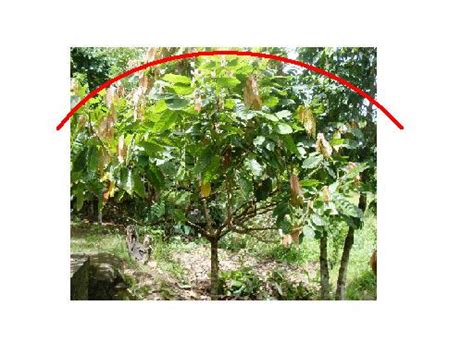 Cpb CocoaPinasBlogs Cacao Pruning Works Mature Tree