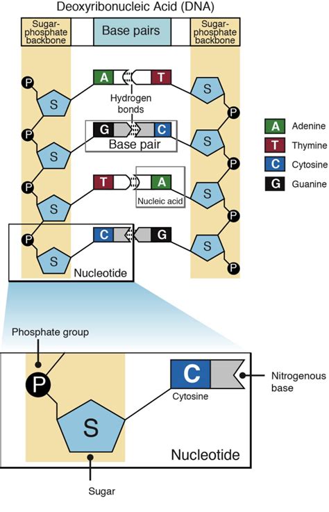 Nucleotide Genetics Generation