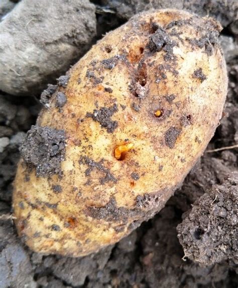 Зачем и как правильно известковать почву Klumba Plus Дзен