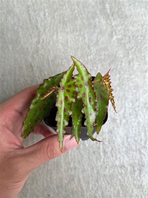 Begonia Amphioxus Furniture And Home Living Gardening Plants And Seeds