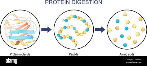 Enzyme That Breaks Protein At Gabriel Williamson Blog