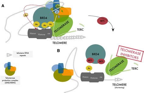 A Schematic Representation Of The Possible Brd4 Functions In Telomere Download Scientific