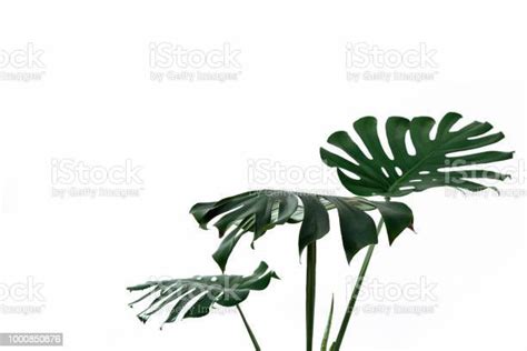 많은 백색 다른 열 대 텍스처 녹색 잎 배경 자연 미술 엽서 신선한 여름 몬스 테라 패턴 0명에 대한 스톡 사진 및 기타 이미지 0명 계절 깨끗한 Istock