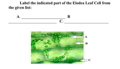 Solved Label The Indicated Part Of The Elodea Leaf Cell From