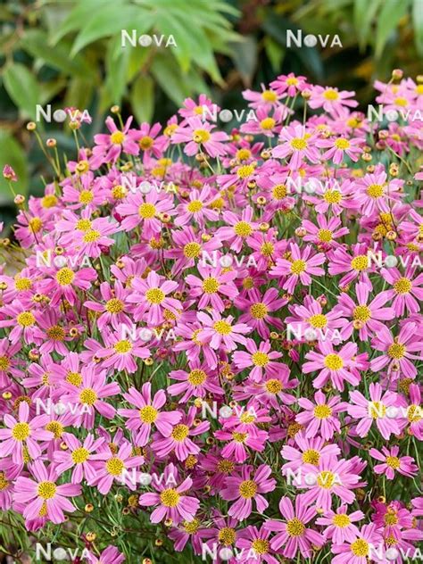 Coreopsis American Dream