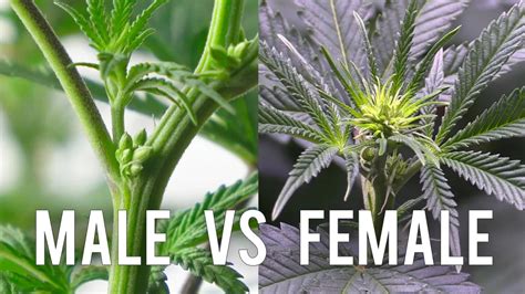 Male Vs Female Seeds Identification Umami Seed Co™
