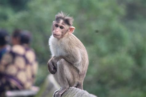 Wallpaper 1920x1080 Monkey Monkey 4k Uhd Wallpaper For Ultrahd Desktop