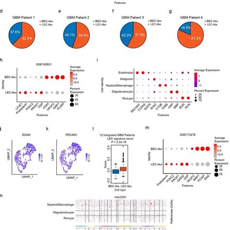 Flow Cytometry Gating Strategies For The Lec Like Cell In Glioblastoma