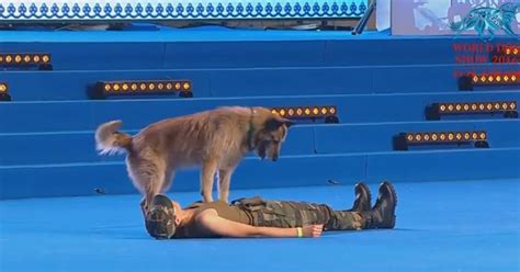 Deril El Habilidoso Perro Capaz De Salvar Vidas Infobae