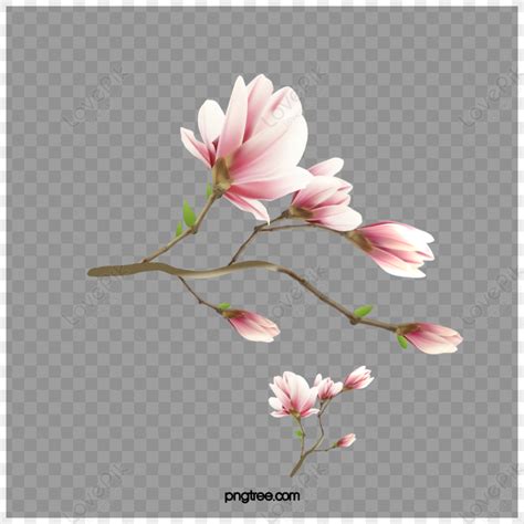 수채화 핑크 목련 꽃 일러스트hd 꽃분홍 Png 일러스트 무료 다운로드 Lovepik