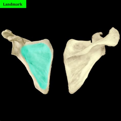 Appendicular Skeleton Landmarks Flashcards Quizlet